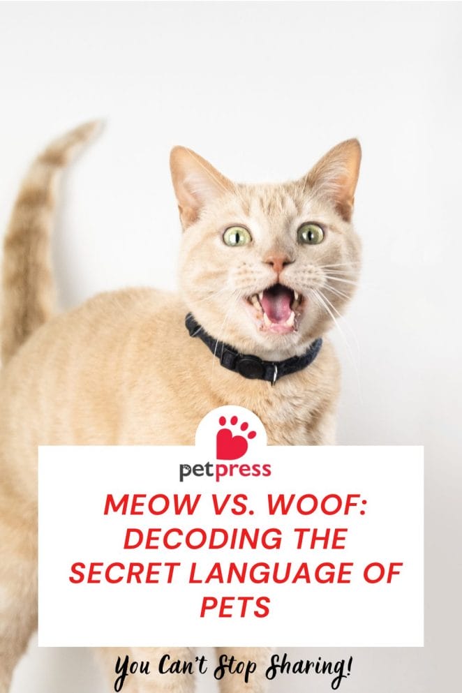 Meow vs. Woof: Decoding the Secret Language of Pets - PetPress Meow vs. Woof: Decoding the Secret Language of Pets - PetPress