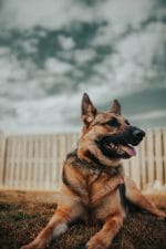 The History and Origins of the German Shepherd Breed – A Brief - PetPress