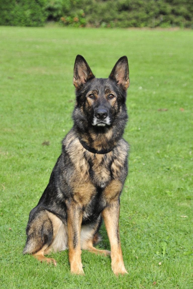 The History and Origins of the German Shepherd Breed – A Brief - PetPress