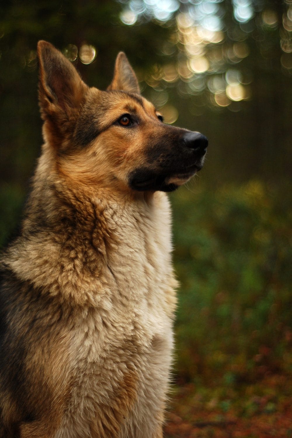 The History and Origins of the German Shepherd Breed – A Brief - PetPress