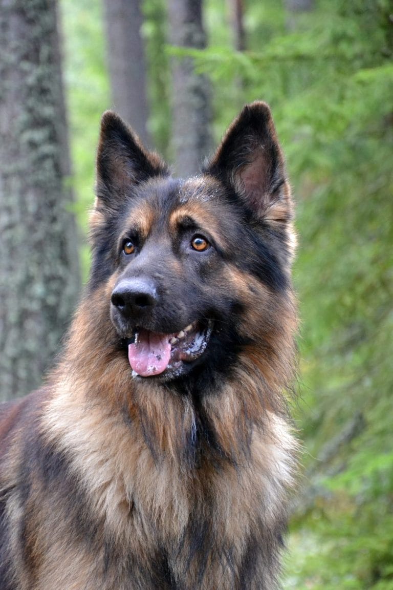 The History and Origins of the German Shepherd Breed – A Brief - PetPress