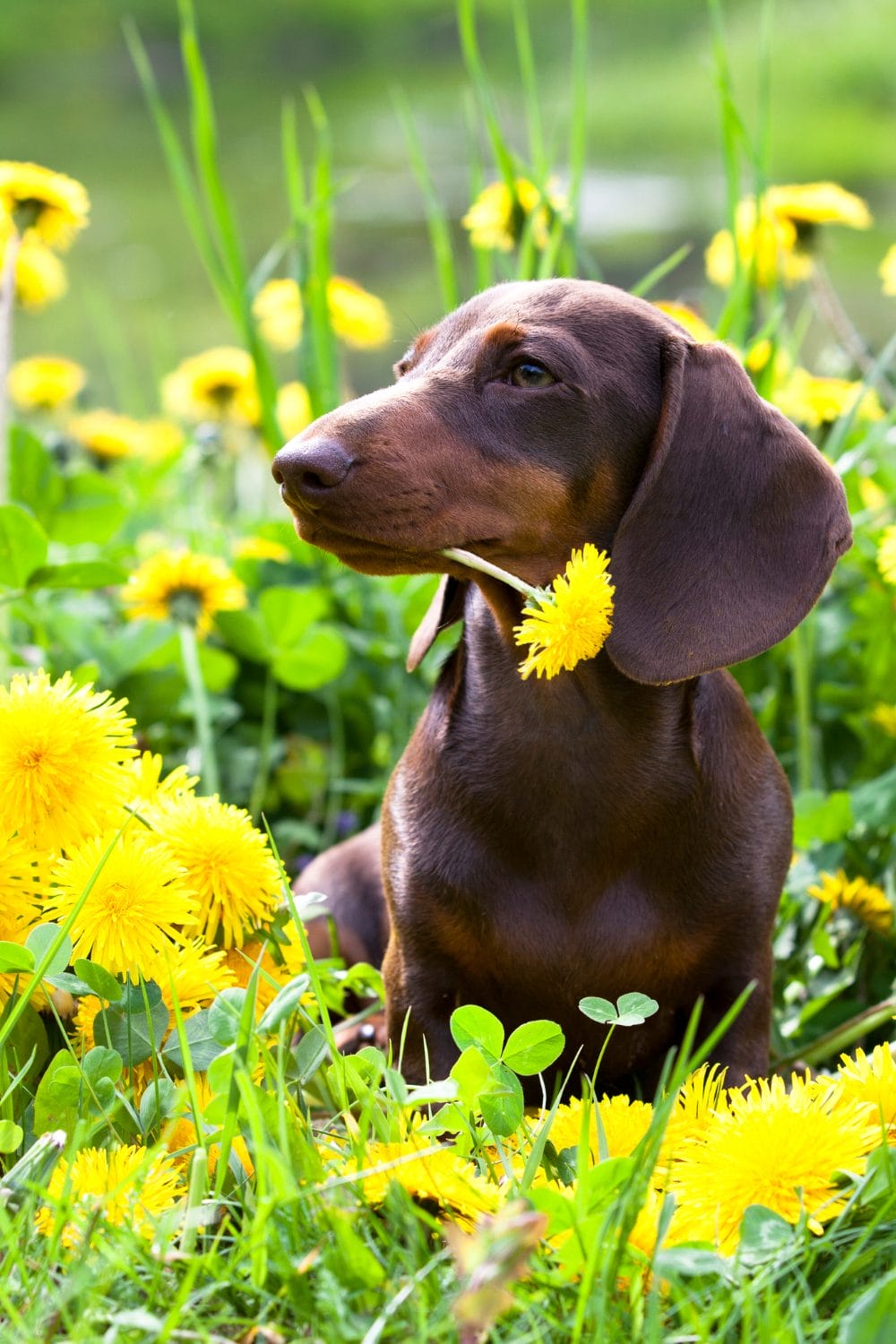 The Unique Personality of Dachshunds: Small Dogs with Big Attitudes ...