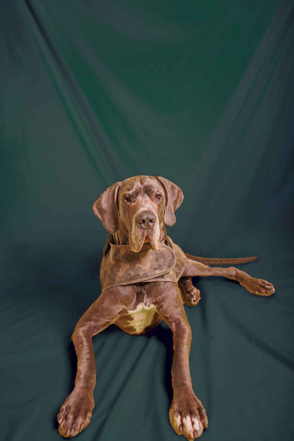 Owning a Great Dane: What You Should Need to Know - PetPress