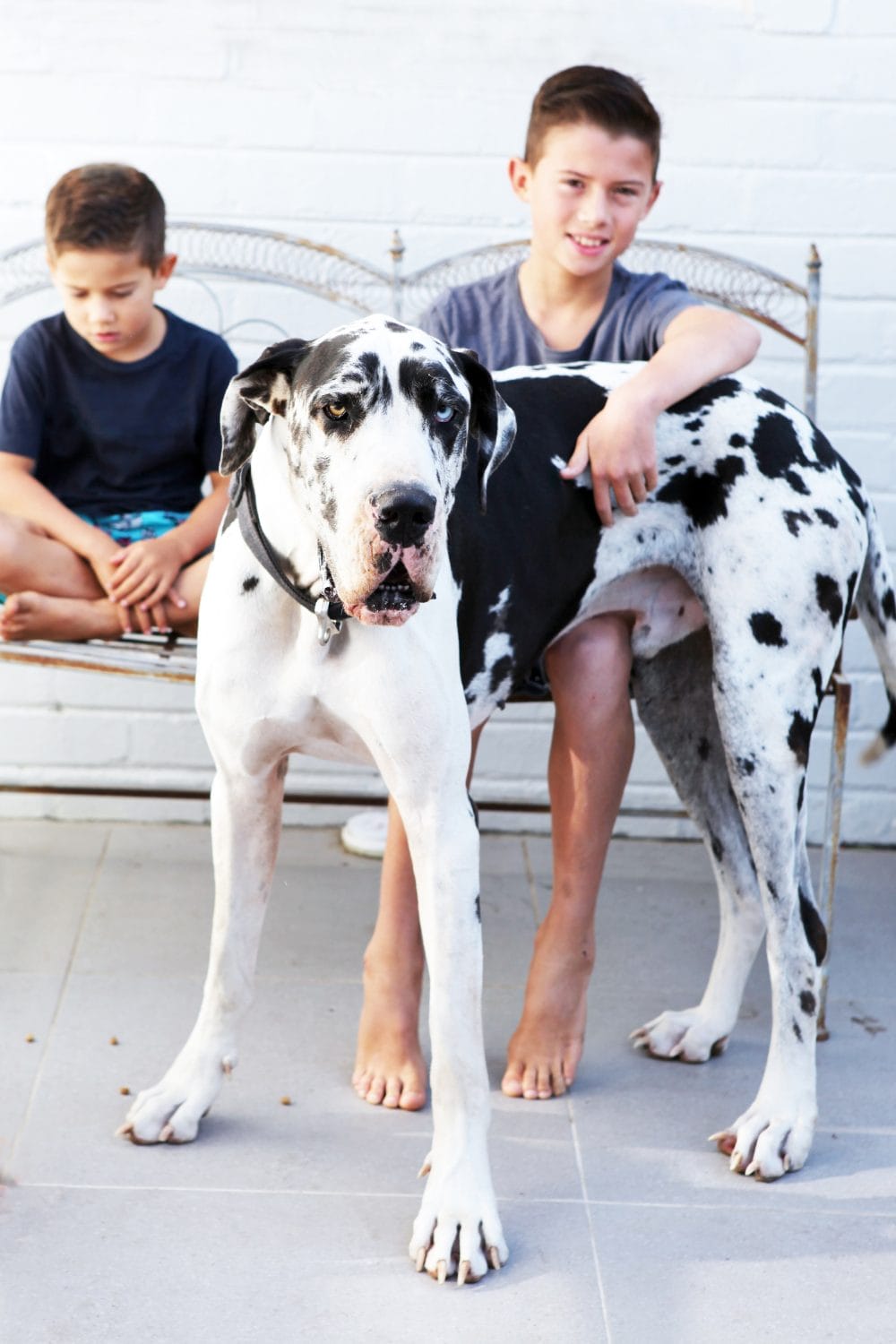 Owning a Great Dane: What You Should Need to Know - PetPress
