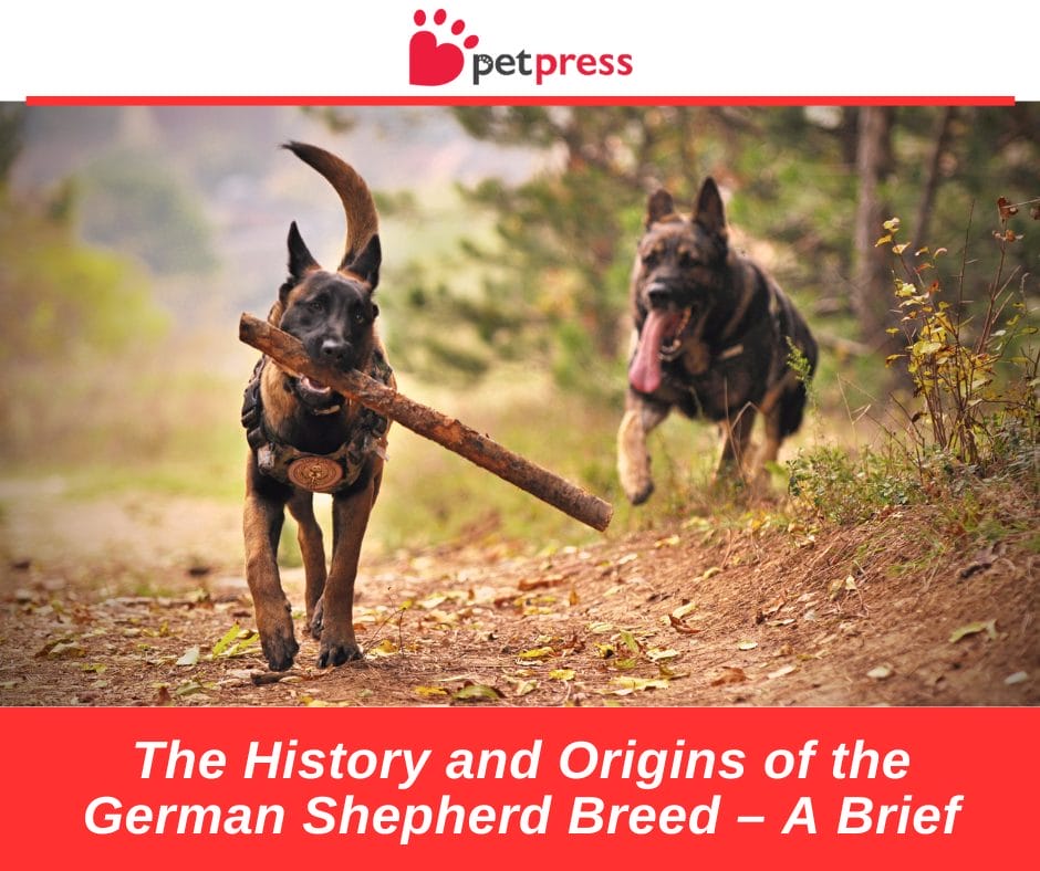 The History and Origins of the German Shepherd Breed – A Brief - PetPress