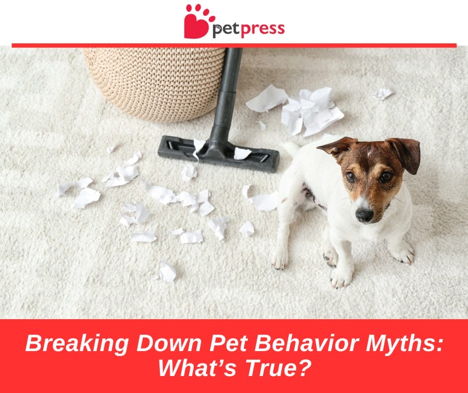 Breaking Down Pet Behavior Myths: What’s True? - PetPress