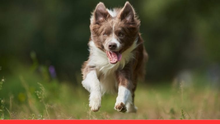 Best Mutt Dog Names: 100+ Names for Your Mixed-Breed Pooch