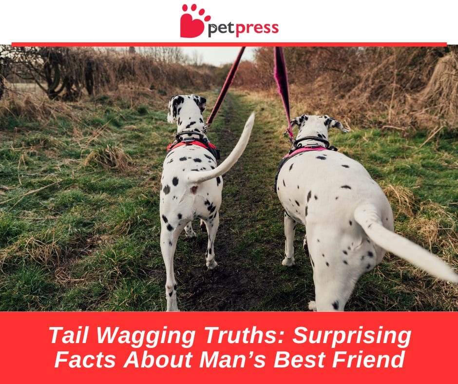 Tail Wagging Truths: Surprising Facts About Man’s Best Friend - PetPress
