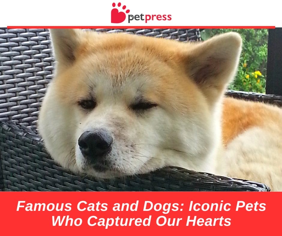 Famous Cats and Dogs: Iconic Pets Who Captured Our Hearts - PetPress