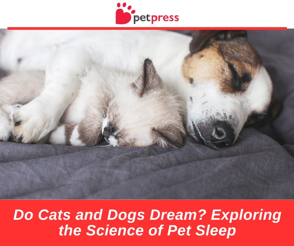 Dog Behavior Mounting: What You Must Know? - PetPress