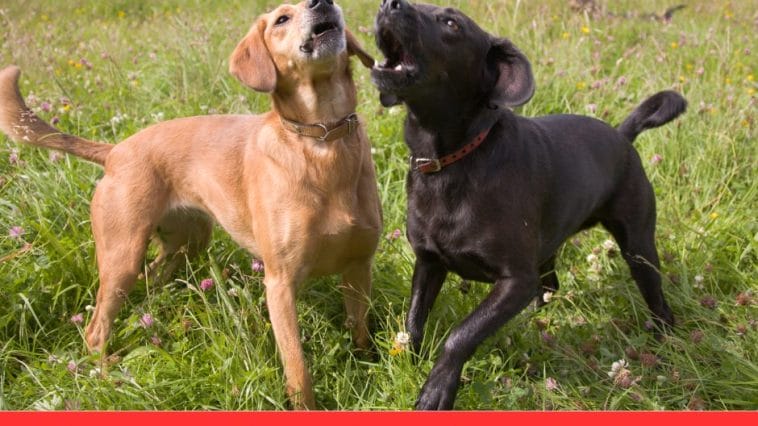 What is a Cur Dog? Unveiling the Mystery of Cur Dogs