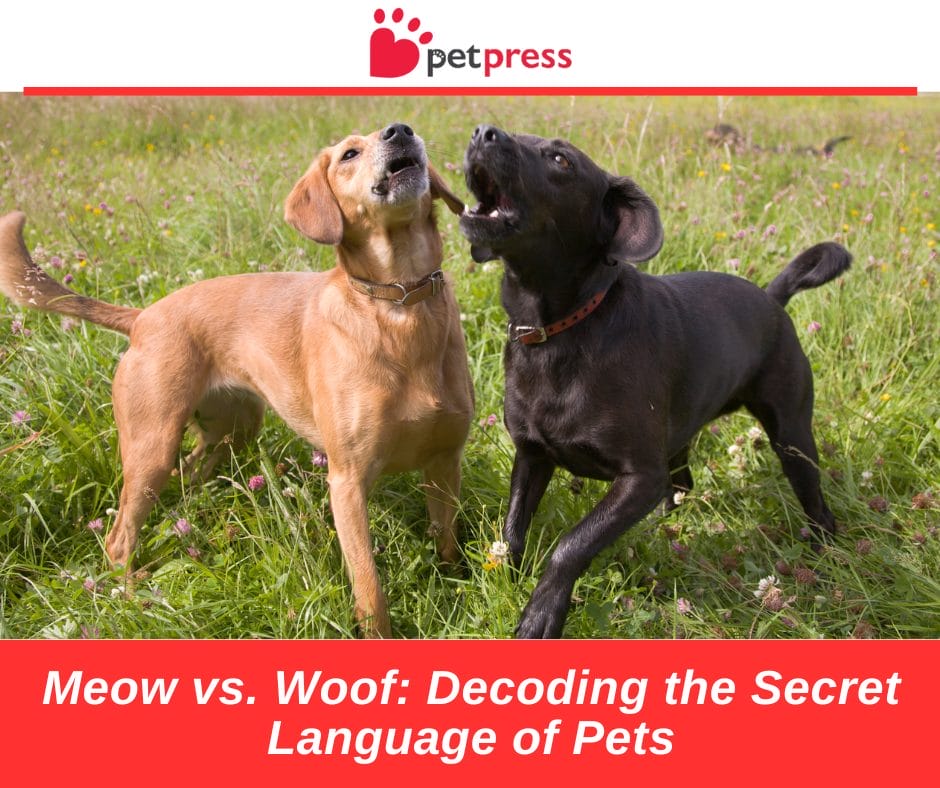 Meow vs. Woof: Decoding the Secret Language of Pets - PetPress