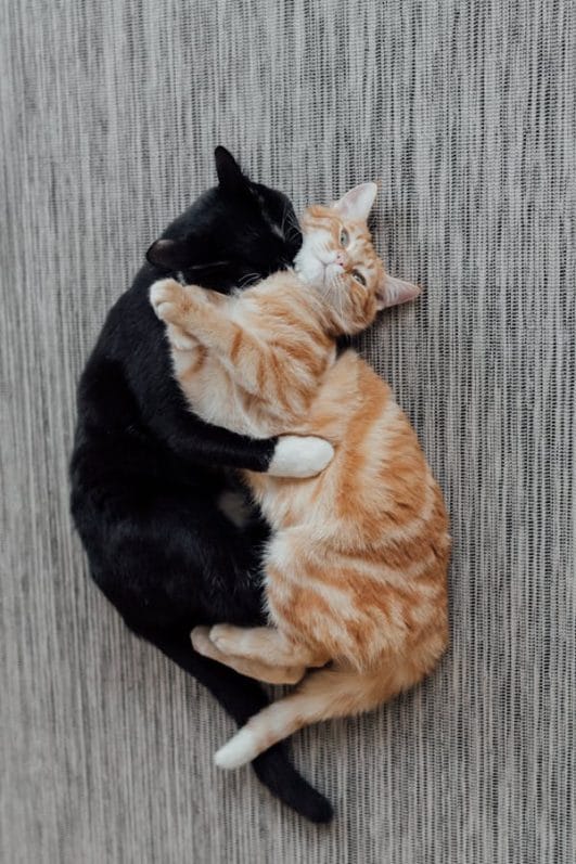 Creating Harmony: How to Manage Multiple Cats in One Household