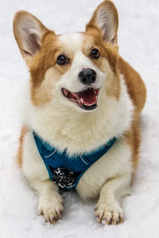 Corgis: The Royal Breed Loved by the British Monarchy - PetPress