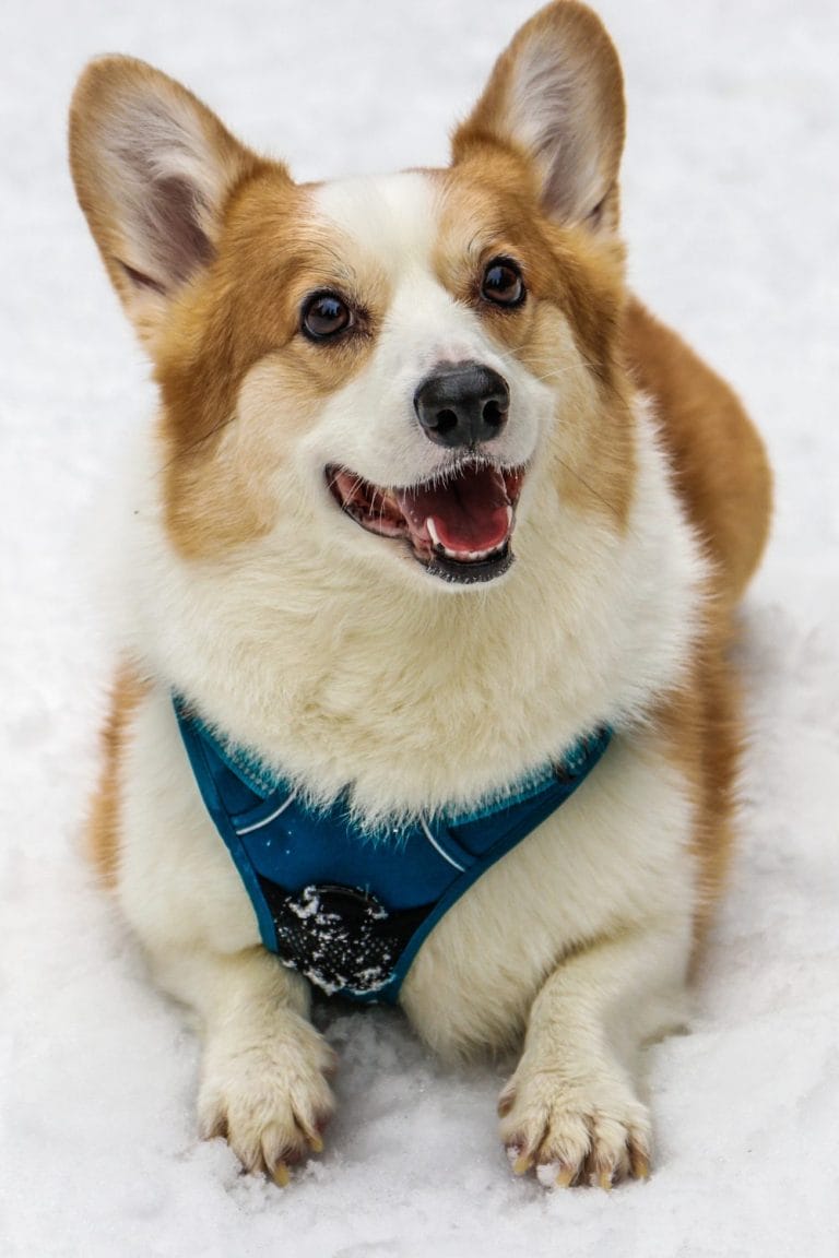 Corgis: The Royal Breed Loved by the British Monarchy - PetPress