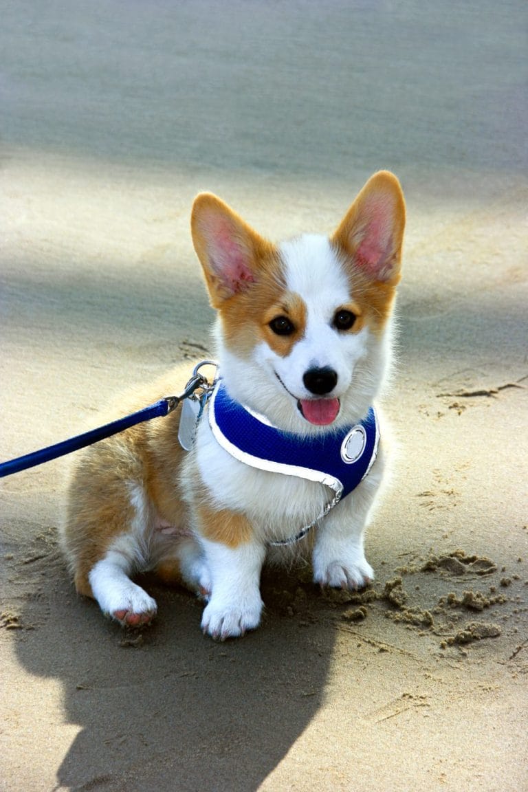 Corgis: The Royal Breed Loved by the British Monarchy - PetPress