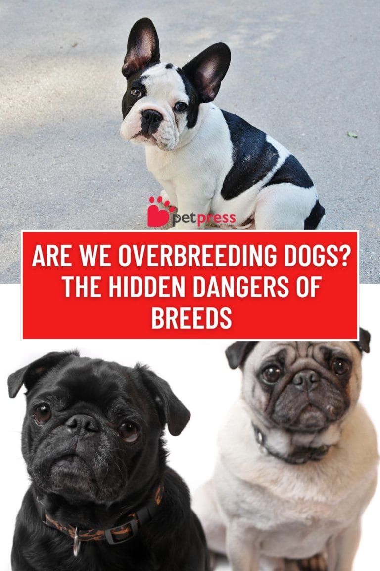 Are We Overbreeding Dogs? The Hidden Dangers of Popular Breeds - PetPress