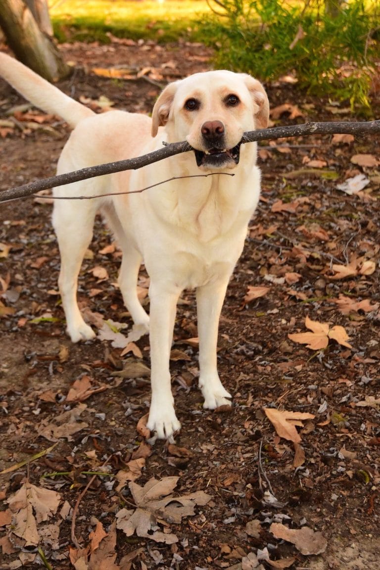 Are We Overbreeding Dogs? The Hidden Dangers of Popular Breeds - PetPress