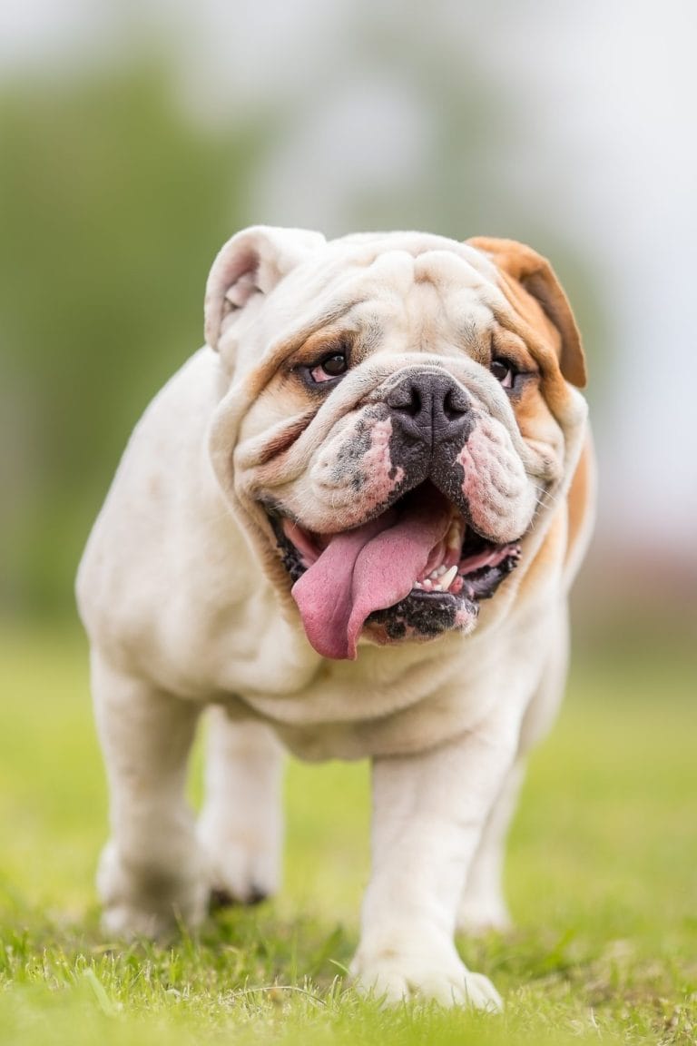 Are We Overbreeding Dogs? The Hidden Dangers of Popular Breeds - PetPress
