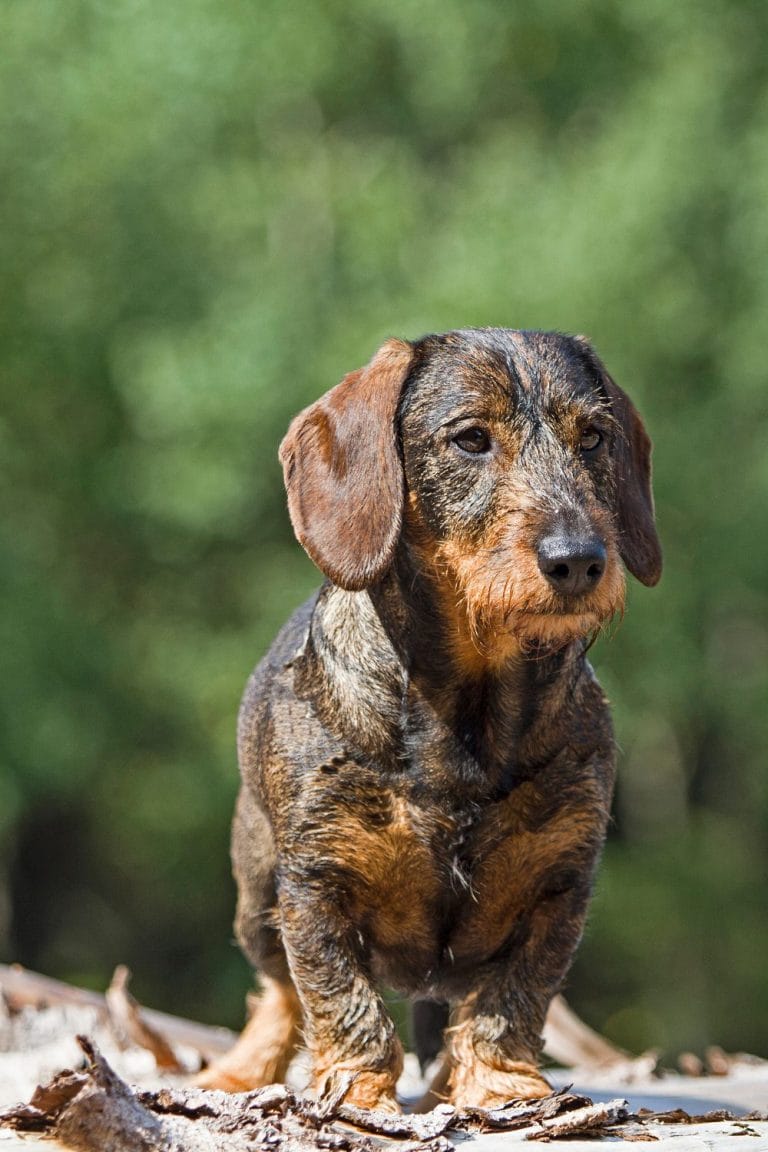 Are We Overbreeding Dogs? The Hidden Dangers of Popular Breeds - PetPress