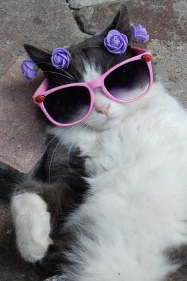 Why Does My Cat Ignore Me? Understanding the Feline Mind - PetPress