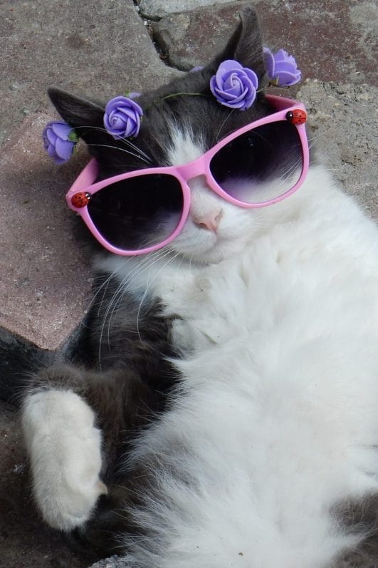 Why Does My Cat Ignore Me? Understanding the Feline Mind - PetPress