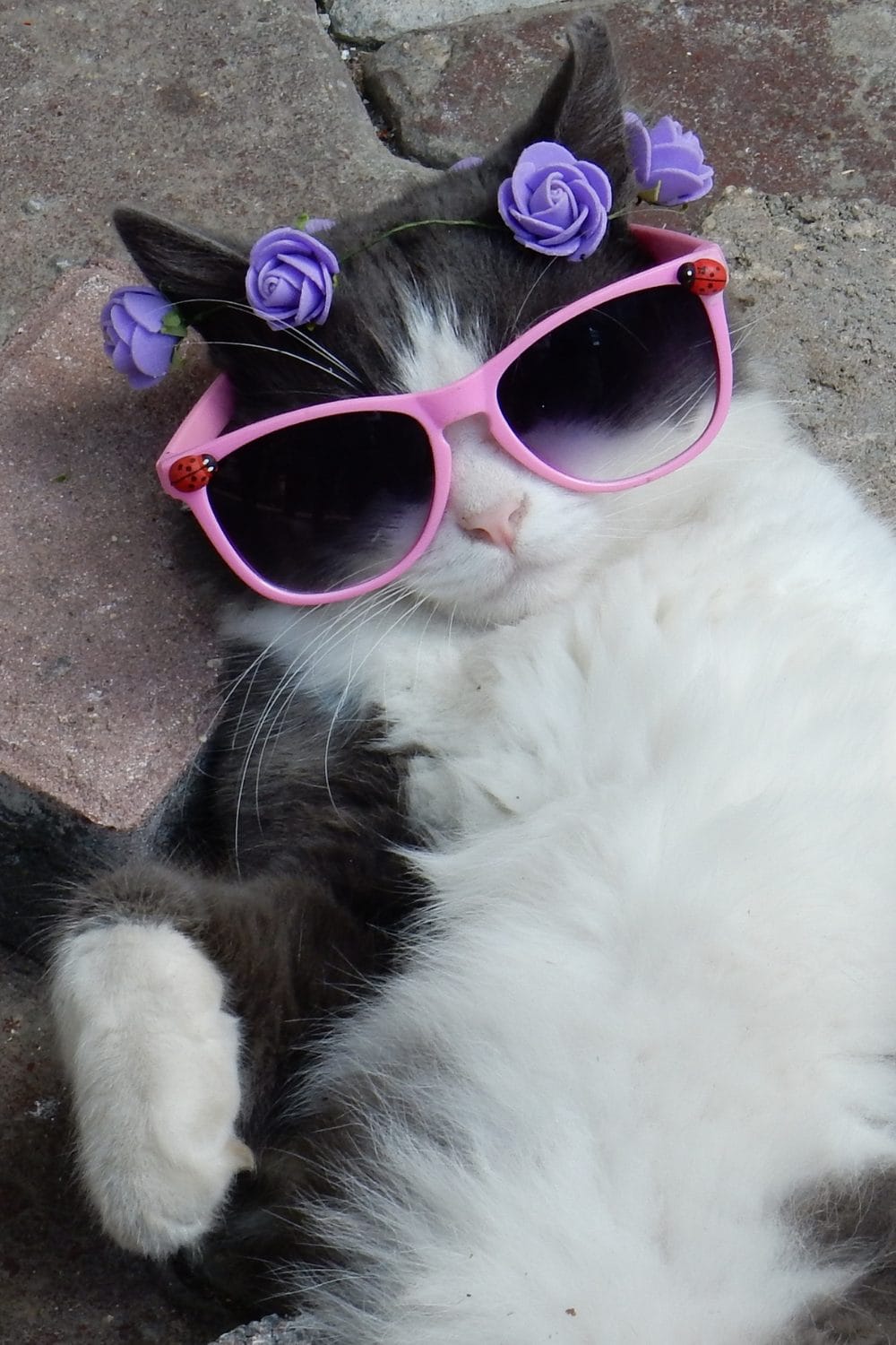 Why Does My Cat Ignore Me? Understanding the Feline Mind - PetPress