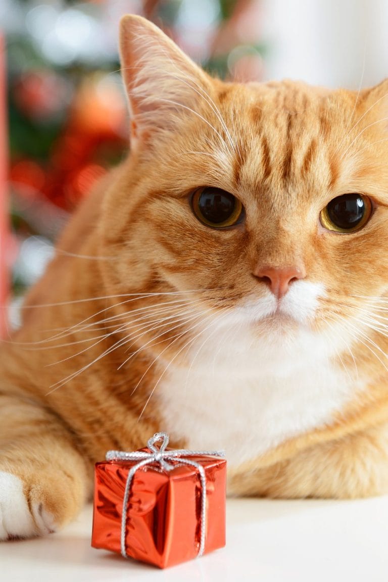 Why Does My Cat Ignore Me? Understanding the Feline Mind - PetPress