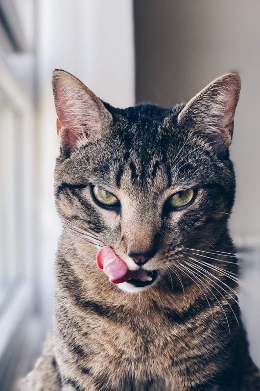 Why Does My Cat Ignore Me? Understanding the Feline Mind - PetPress