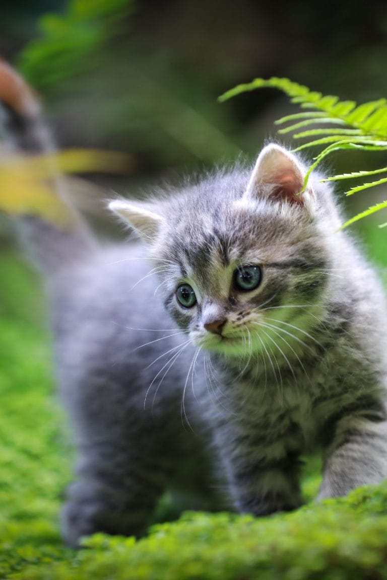 Why Does My Cat Ignore Me? Understanding the Feline Mind - PetPress