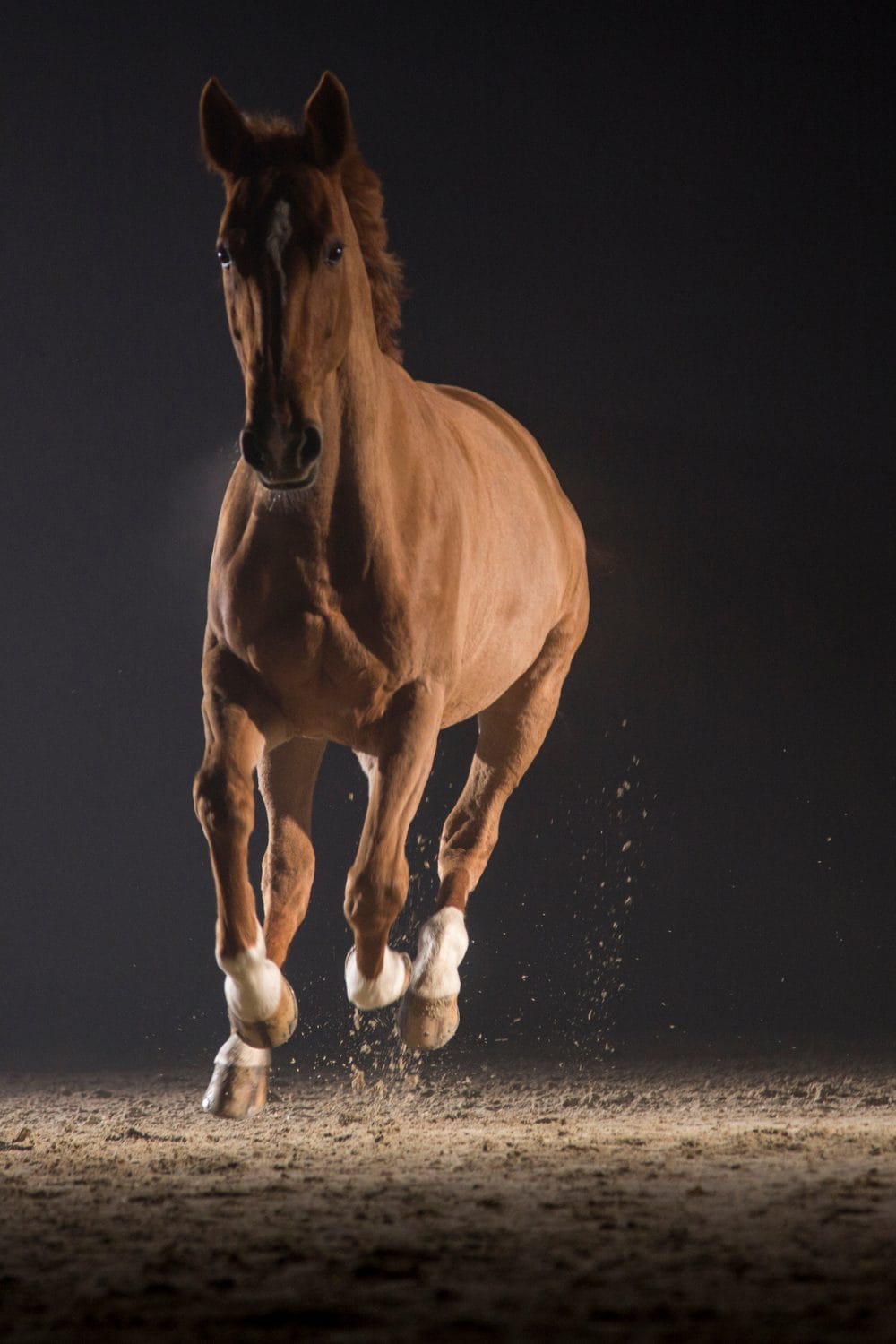 Are You Making Your Horse Anxious? Signs You Might Be - PetPress