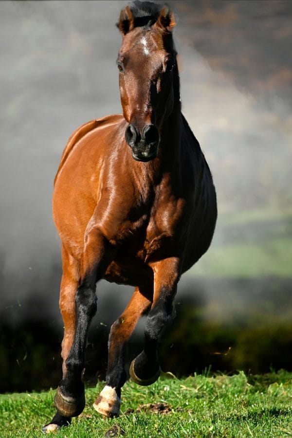 Are You Making Your Horse Anxious? Signs You Might Be - PetPress