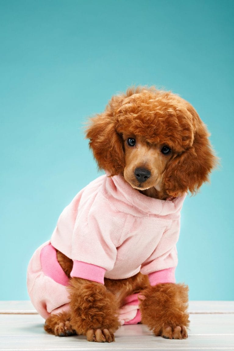 Why Poodles Considered One of the Smartest Dog Breeds? - PetPress