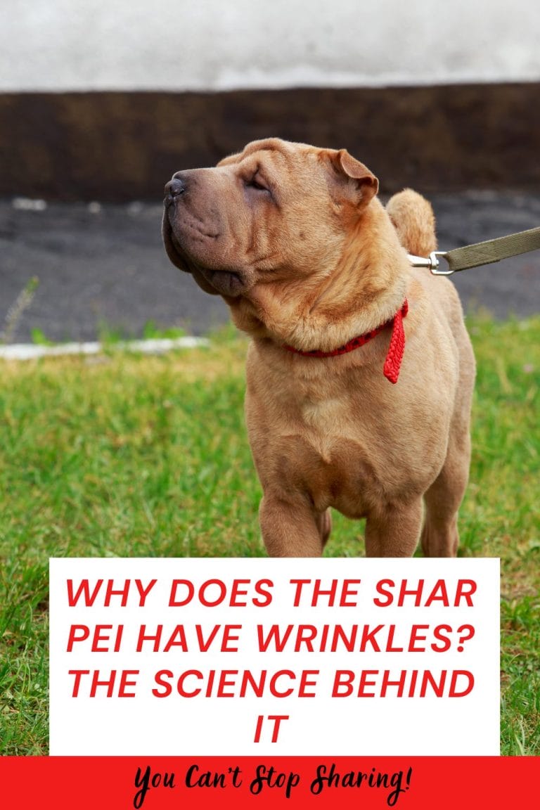 Why Does the Shar Pei Have Wrinkles? The Science Behind It - PetPress