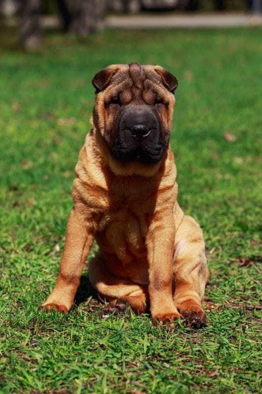 Why Does the Shar Pei Have Wrinkles? The Science Behind It - PetPress