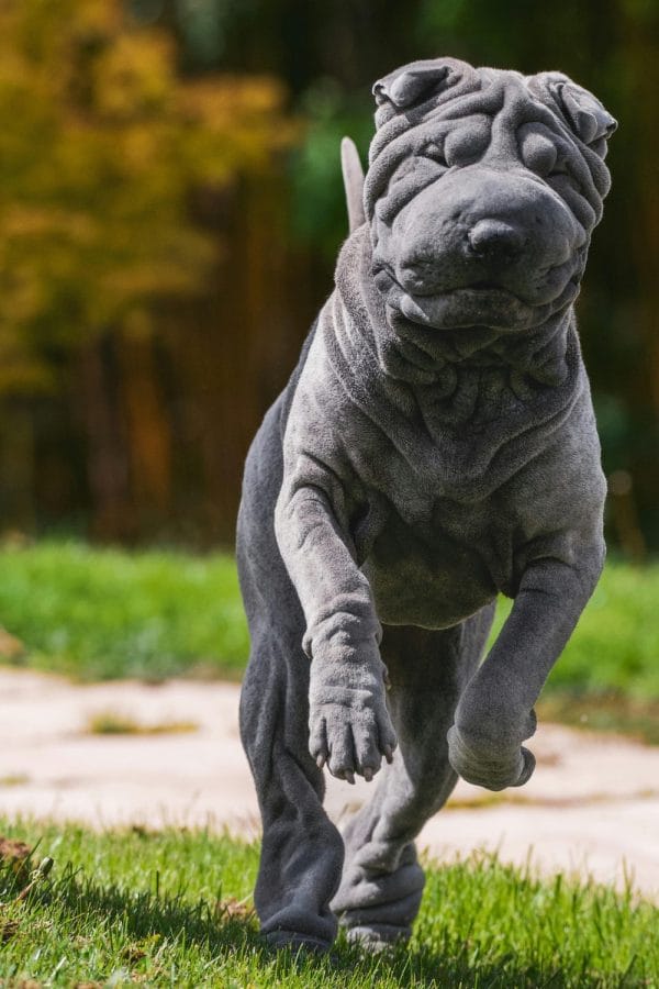 Why Does the Shar Pei Have Wrinkles? The Science Behind It - PetPress
