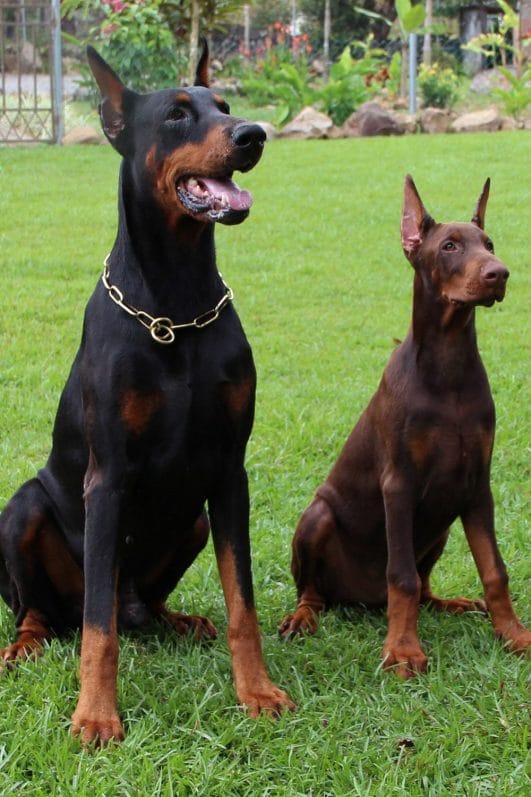 Doberman Pinschers vs. Other Breeds: What Sets Them Apart? - PetPress