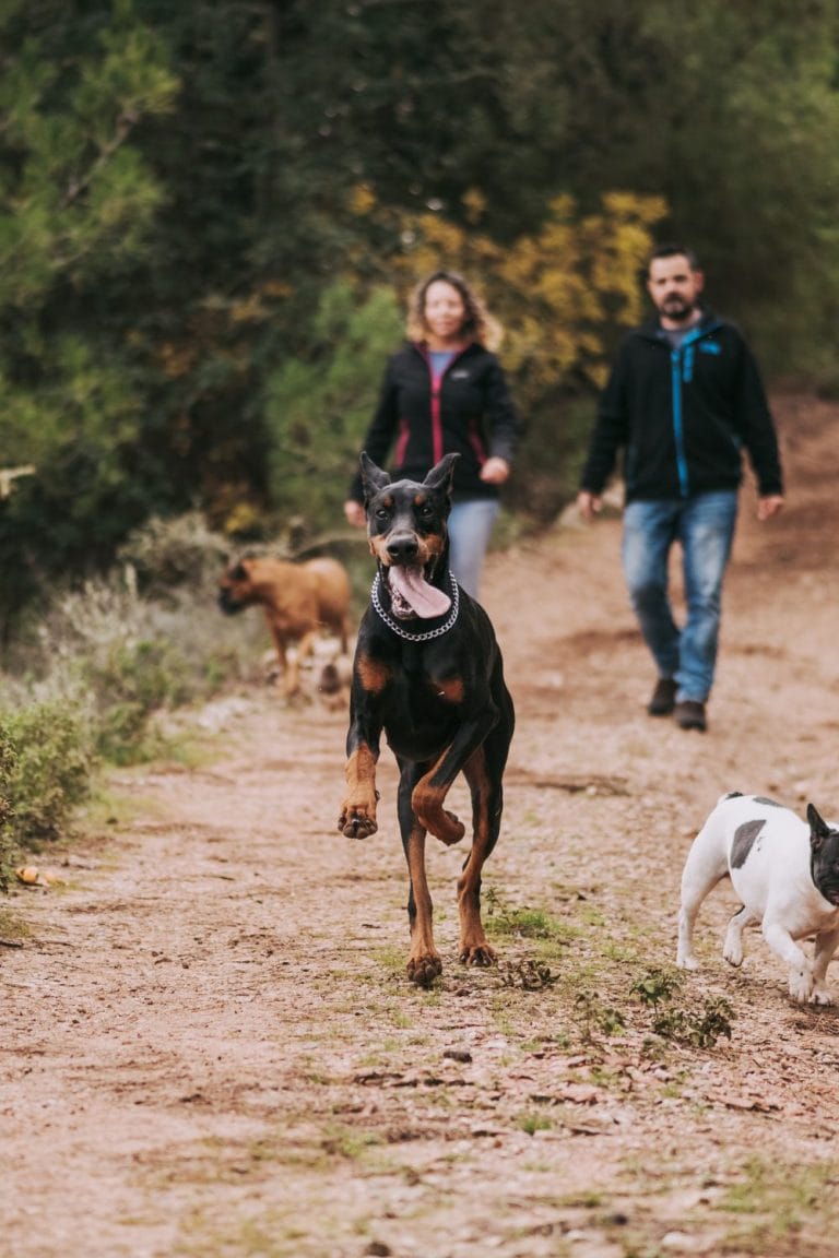 Doberman Pinschers vs. Other Breeds: What Sets Them Apart? - PetPress