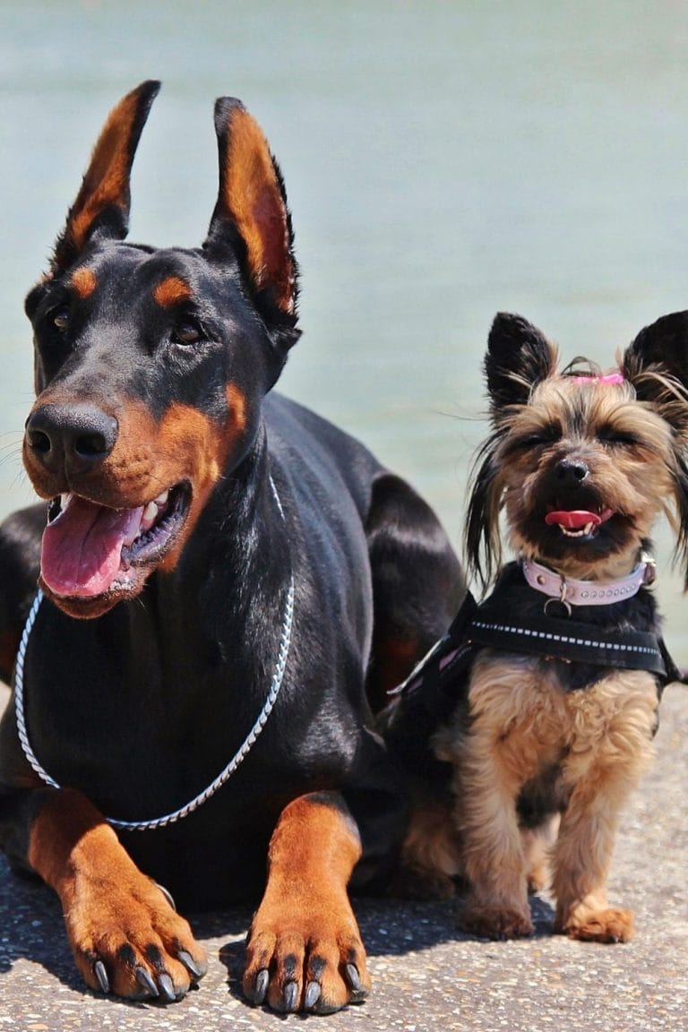 Doberman Pinschers vs. Other Breeds: What Sets Them Apart? - PetPress