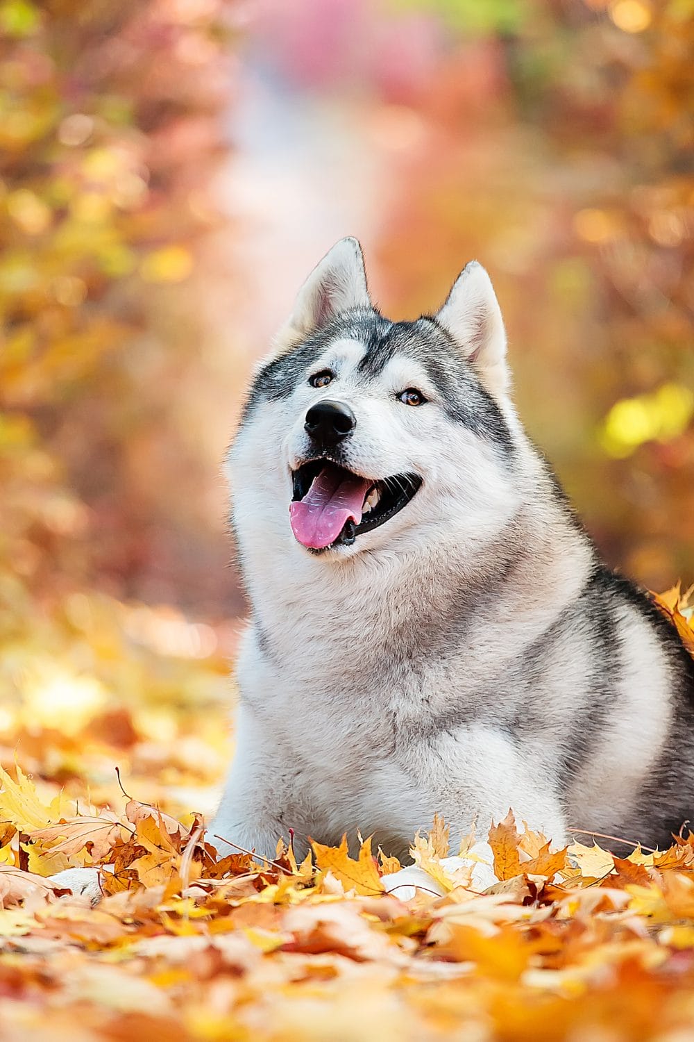 Chinook vs. Other Sled Dogs: What Makes This Breed Special? - PetPress