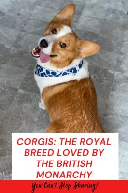Corgis: The Royal Breed Loved by the British Monarchy - PetPress