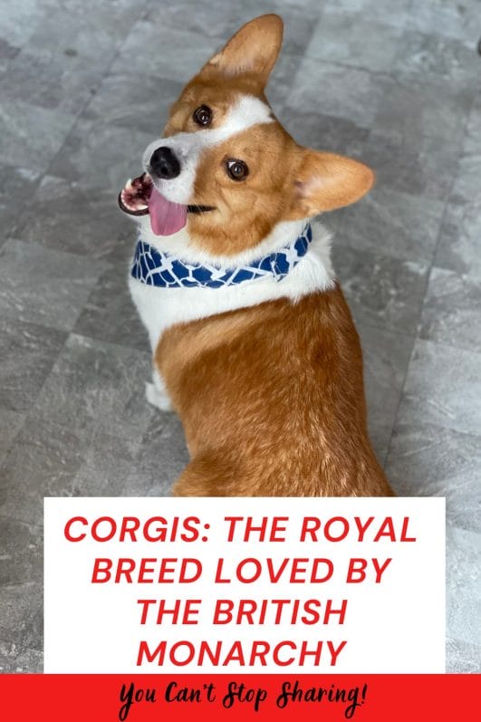 Corgis: The Royal Breed Loved by the British Monarchy - PetPress