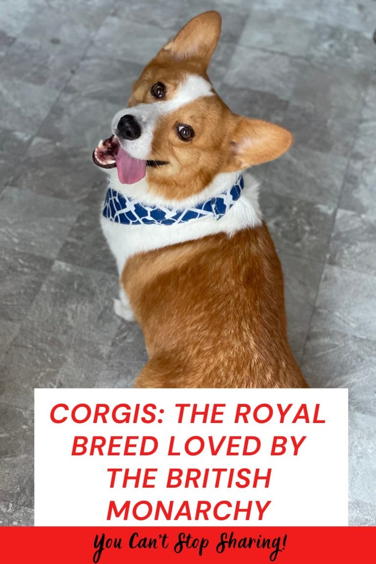 Corgis: The Royal Breed Loved by the British Monarchy - PetPress