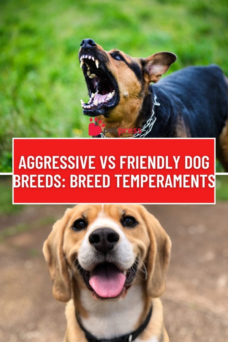 Aggressive vs Friendly Dog Breeds: Breed Temperaments - PetPress