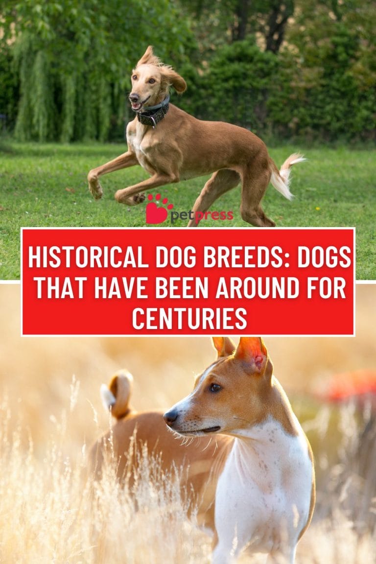 Historical Dog Breeds: Dogs That Have Been Around for Centuries - PetPress