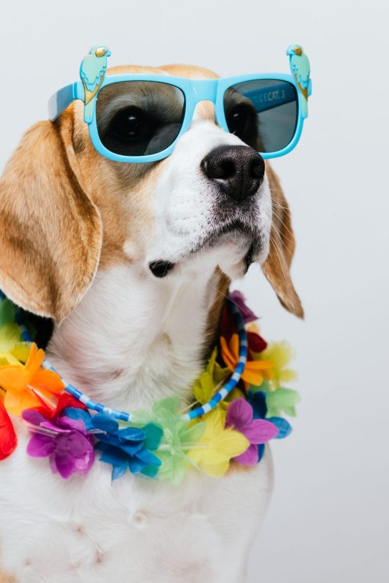 Aggressive vs Friendly Dog Breeds: Breed Temperaments - PetPress