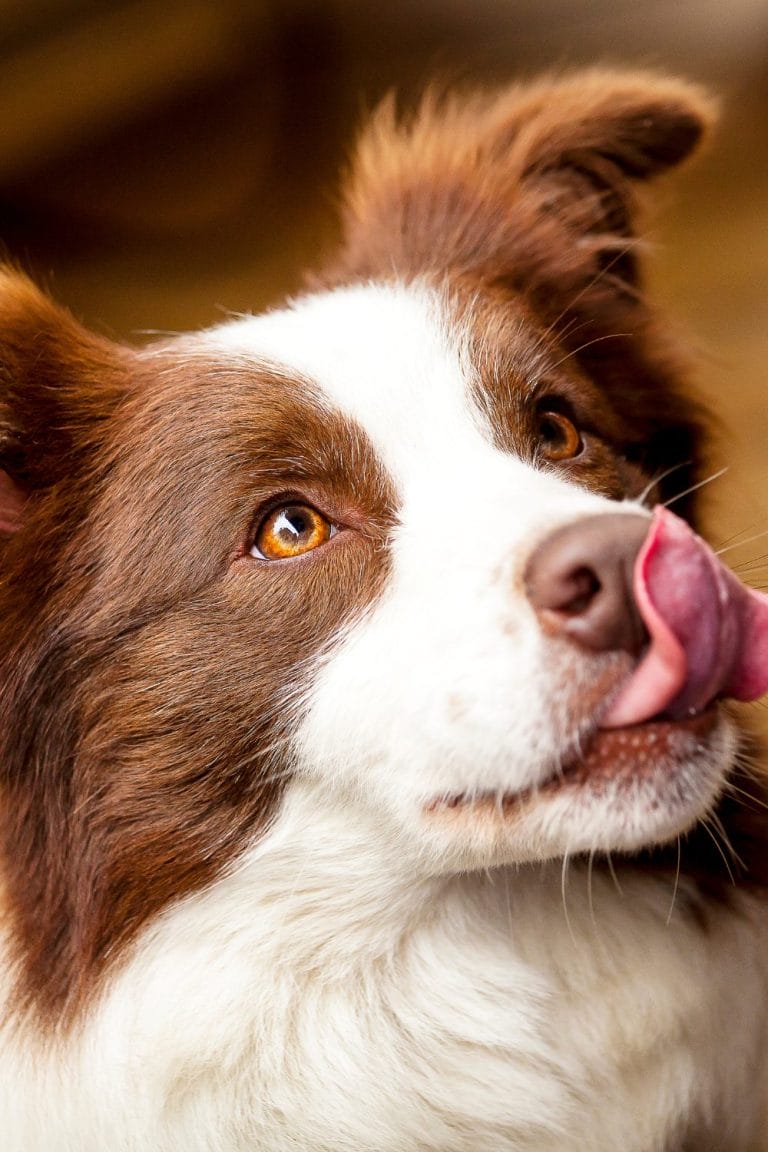 Why Some Dog Breeds Have Blue Eyes (And Which Ones Do!) - PetPress