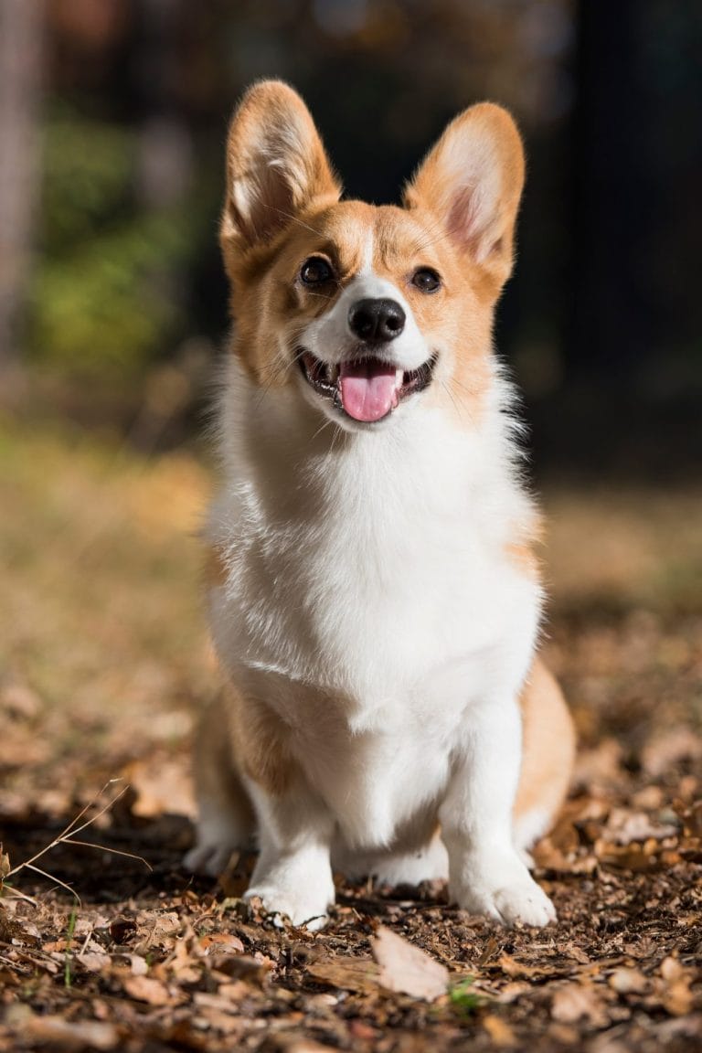 Corgis: The Royal Breed Loved by the British Monarchy - PetPress