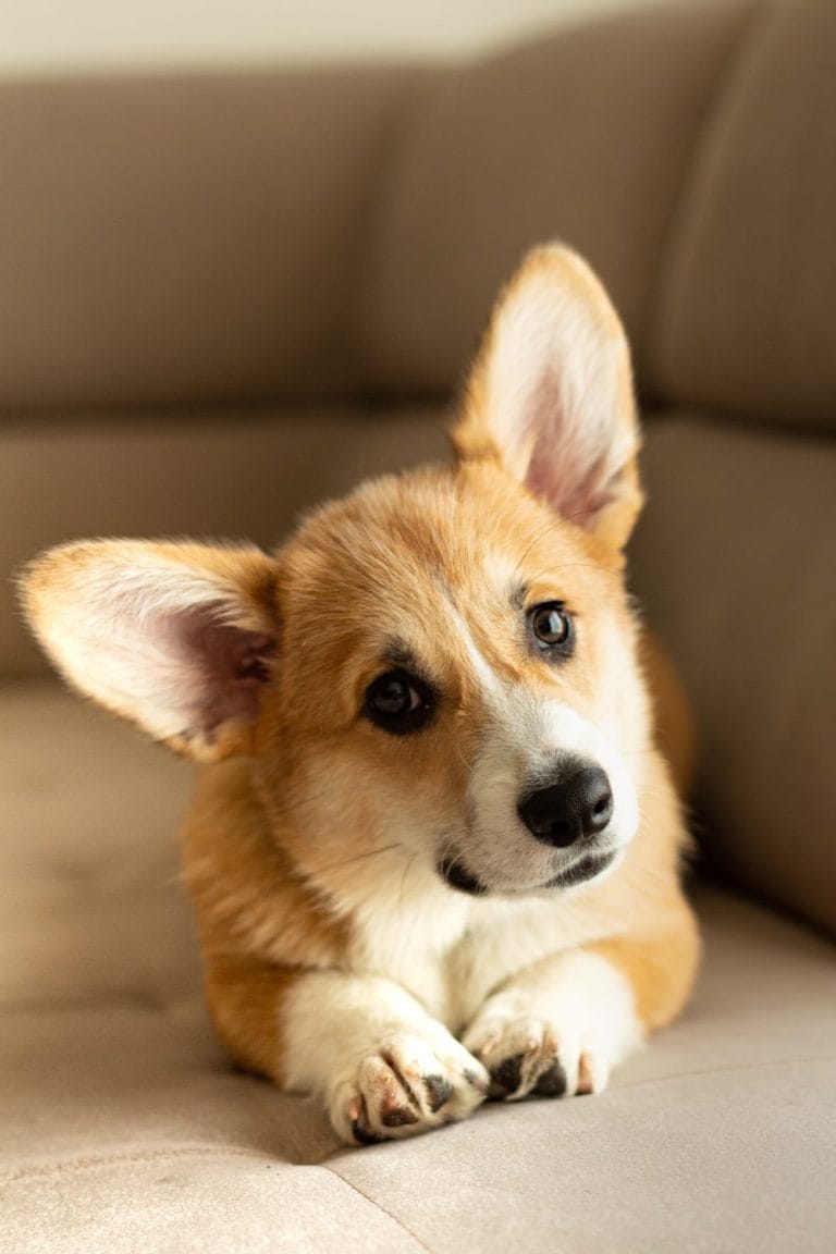 Corgis: The Royal Breed Loved by the British Monarchy - PetPress
