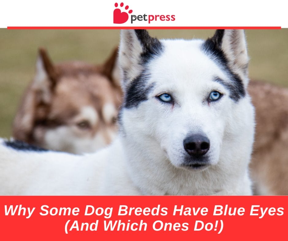 Bait Dog Myth: Unveiling the Facts and Dispelling Misconceptions - PetPress